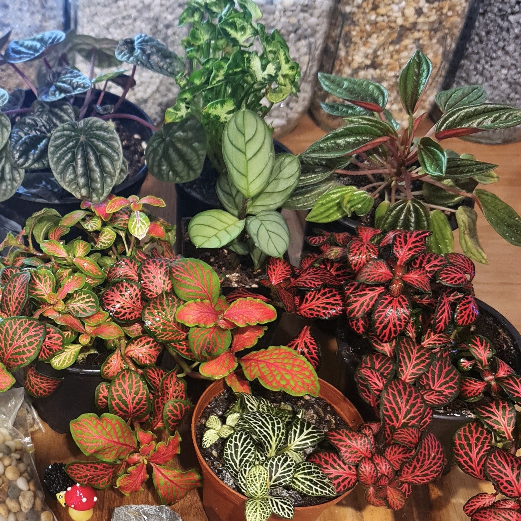 Terrarium Plants – Mini Botanics
