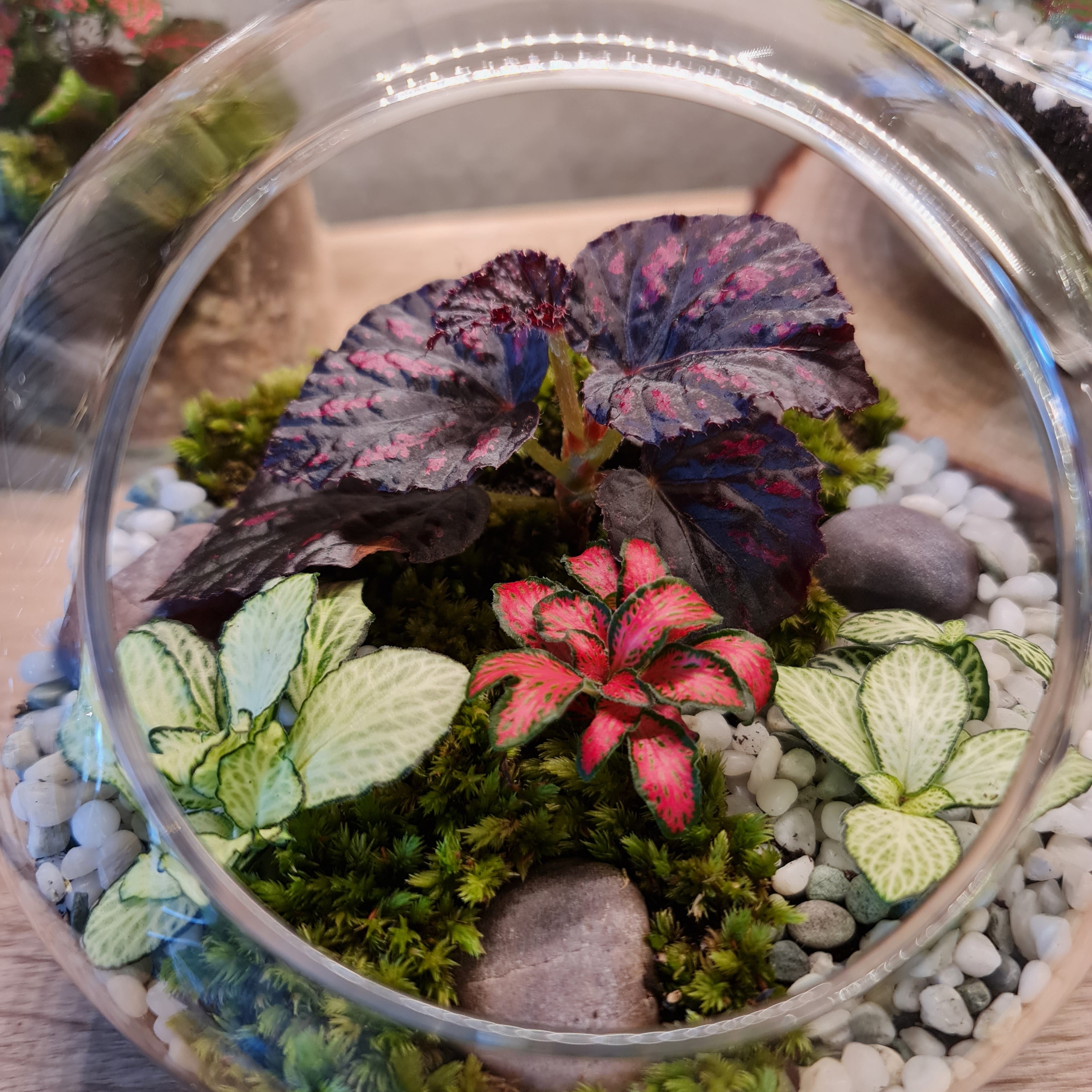 Ready-made Terrariums – Mini Botanics