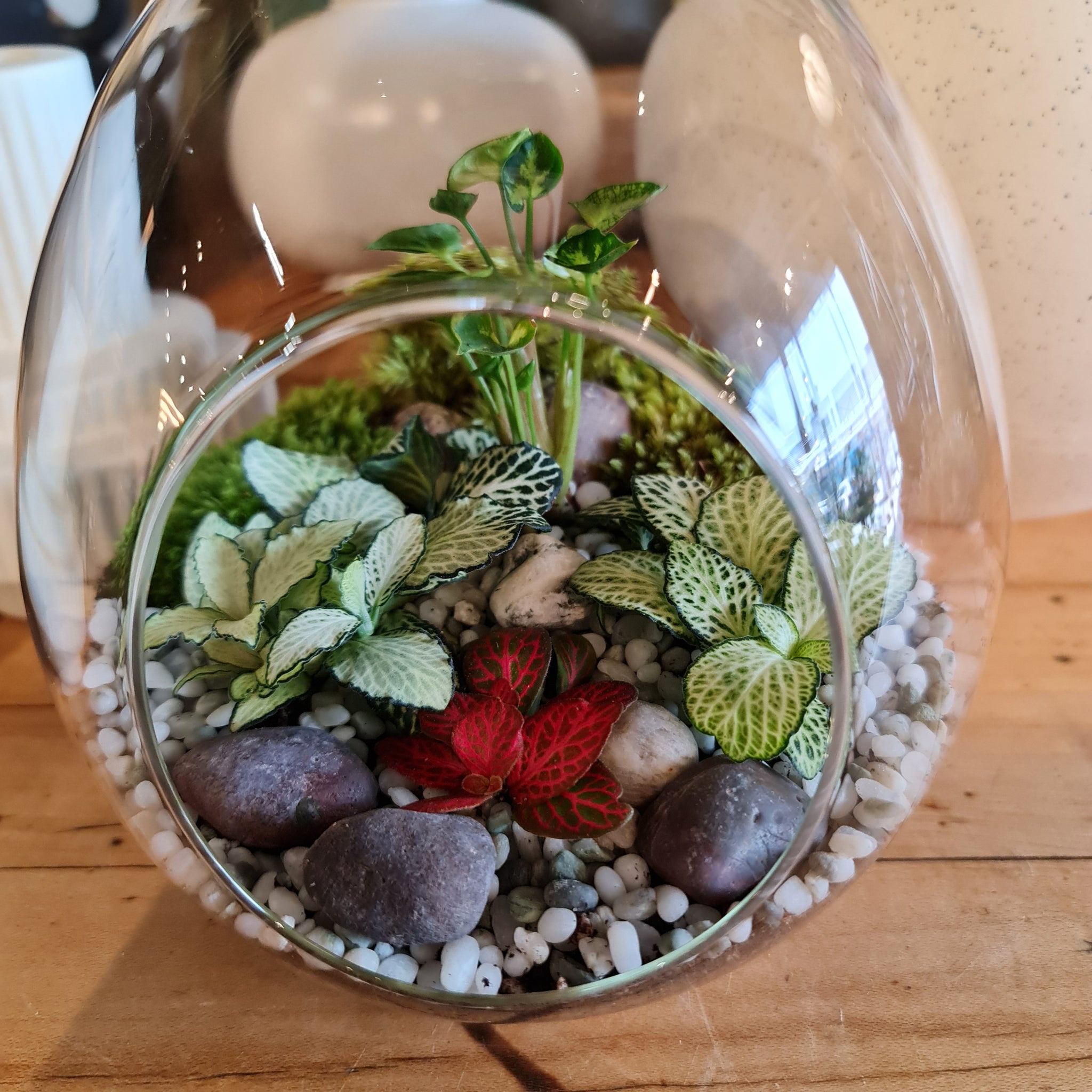 Open Egg Terrarium Large – Mini Botanics