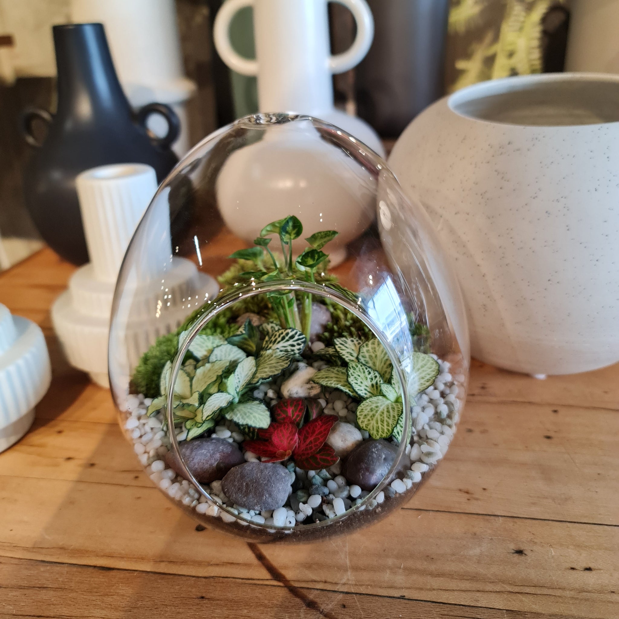 Open Egg Terrarium Large – Mini Botanics