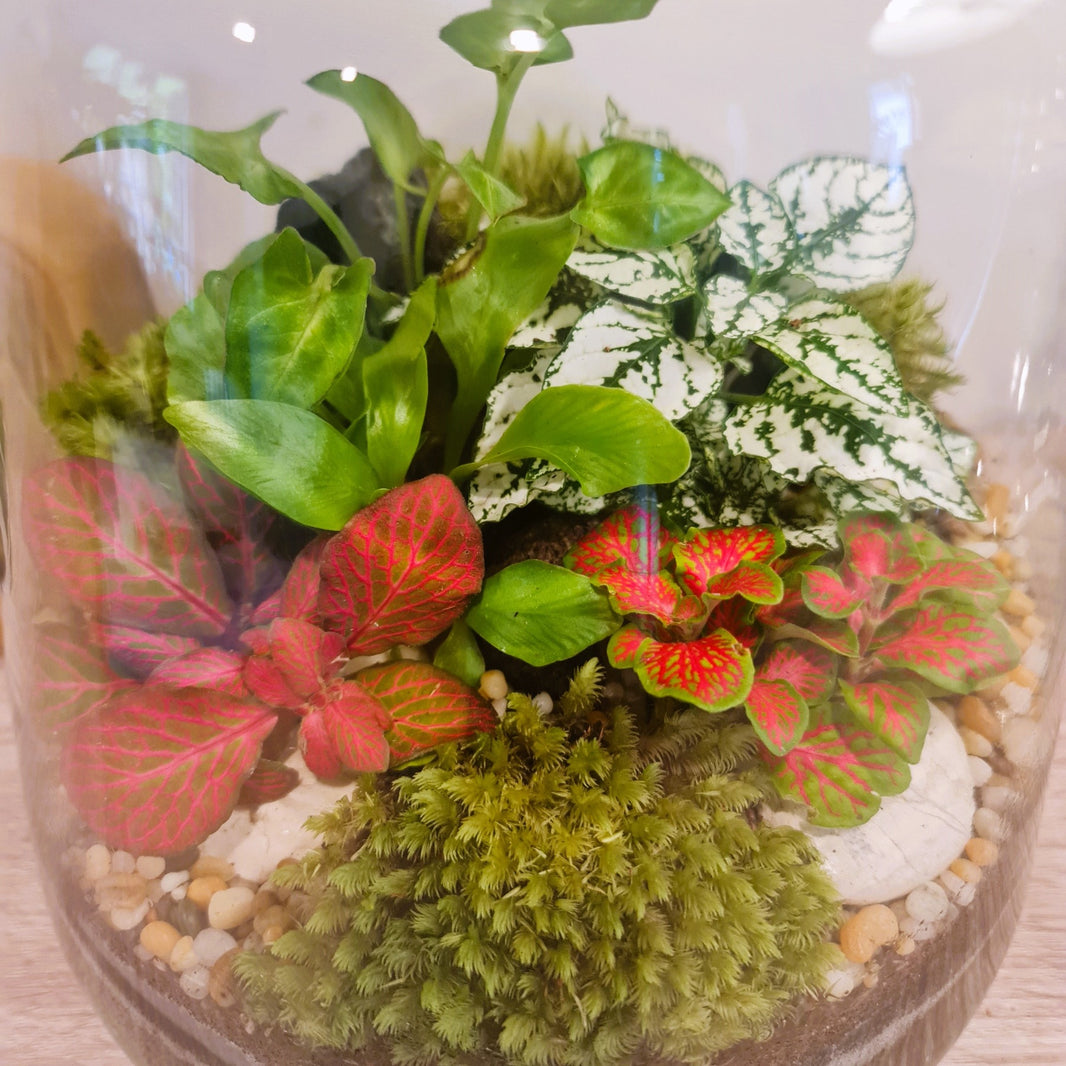 Ready-made Terrariums – Mini Botanics