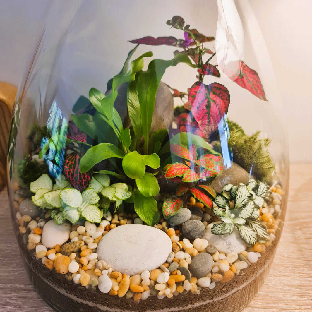 Ready-made Terrariums – Mini Botanics
