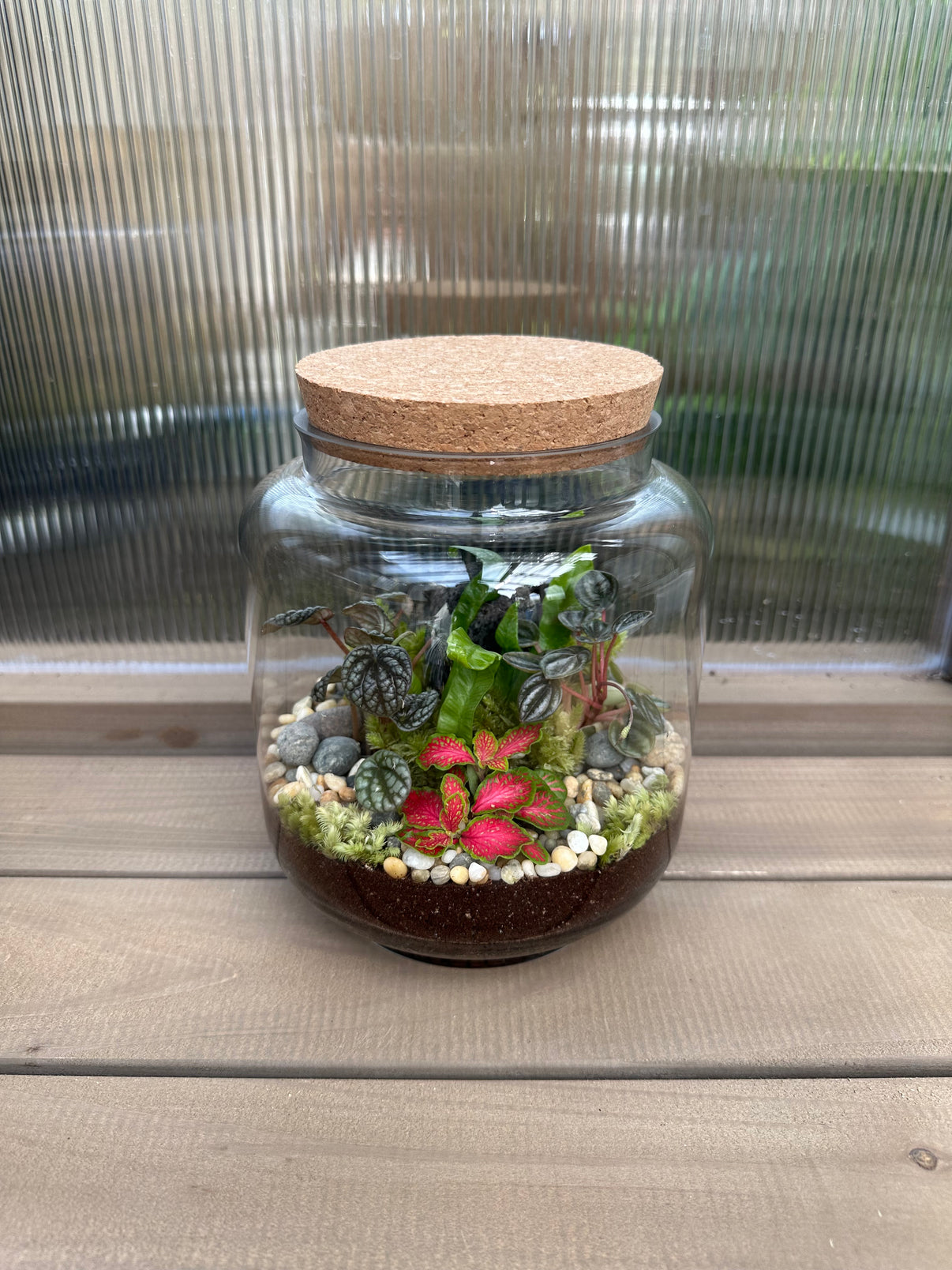 Nature's Window Terrarium – Mini Botanics