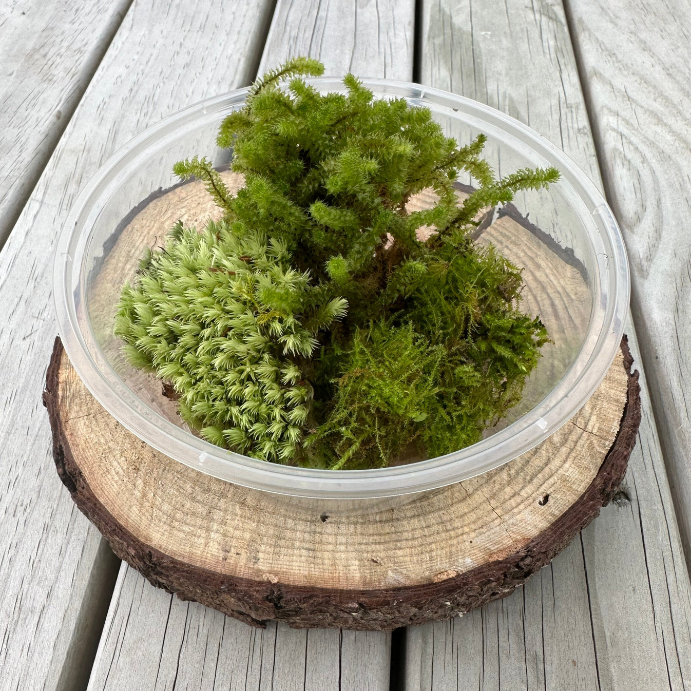 Moss Pack – Mini Botanics