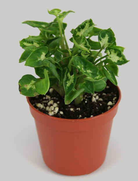 Syngonium Mini Pixie – Mini Botanics