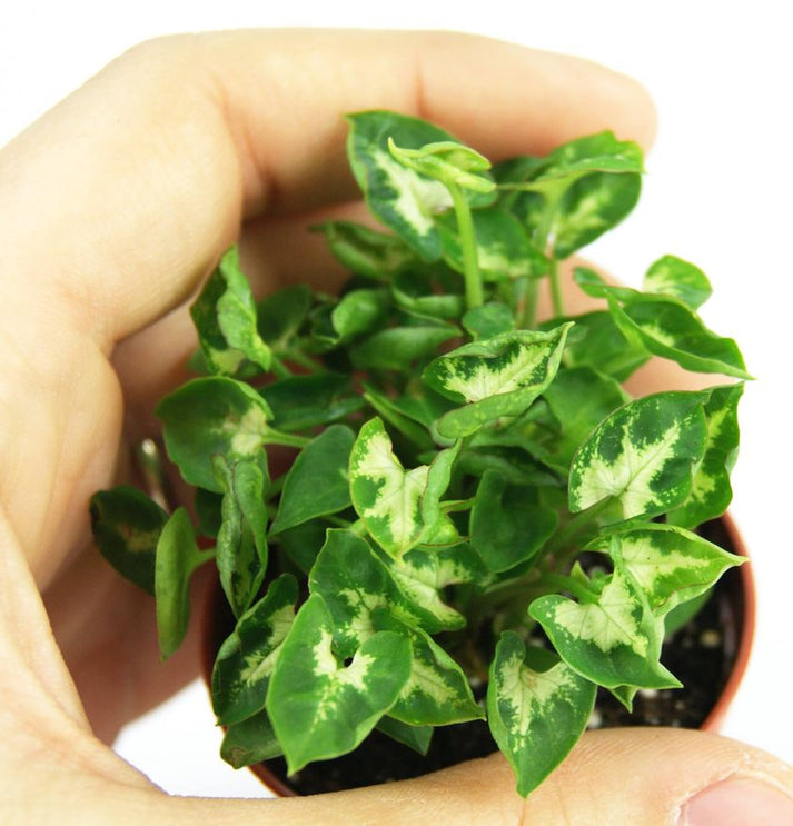 Syngonium Mini Pixie – Mini Botanics